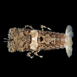 The Biodiversity of Singapore- Scyllaridae sp. 2