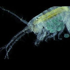 The Biodiversity of Singapore- Amphipoda sp. 7