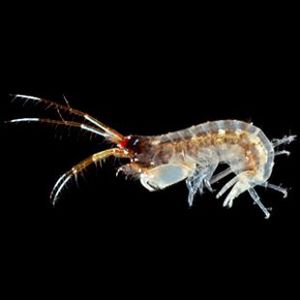 The Biodiversity of Singapore- Amphipoda sp. 51