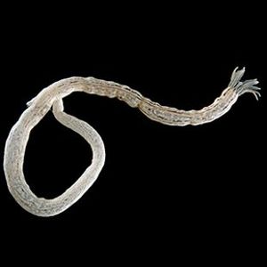 The Biodiversity of Singapore- Synaptidae sp. OTC-0271