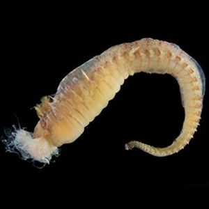 The Biodiversity of Singapore- Ampharetidae sp. SEA-9154