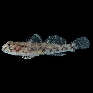 The Biodiversity of Singapore- Bathygobius sp. SS-4791