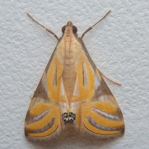 The Biodiversity of Singapore- Talanga sexpunctalis