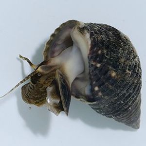 The Biodiversity of Singapore- Planaxis sulcatus
