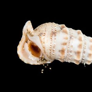 The Biodiversity of Singapore- Rhinoclavis sinensis