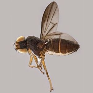 The Biodiversity of Singapore- Periscelididae sp. ZRC_BDP0271985