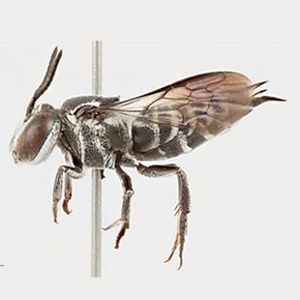 The Biodiversity of Singapore- Coelioxys (Callosarissa) confusus