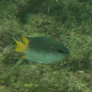 The Biodiversity of Singapore- Neopomacentrus bankieri