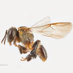 The Biodiversity of Singapore- Lepidotrigona terminata