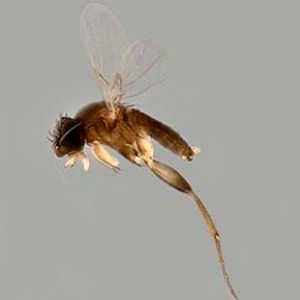 The Biodiversity of Singapore- Megaselia sp. ZRC_BDP0032786