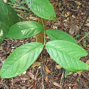 The Biodiversity of Singapore- Memecylon excelsum