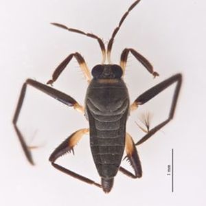 The Biodiversity of Singapore- Rhagovelia singaporensis