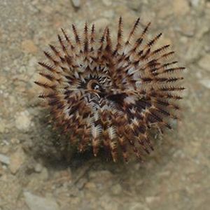 The Biodiversity of Singapore- Branchiomma sp.