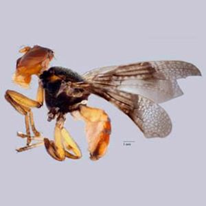 The Biodiversity of Singapore- Valonia sp. ZRCBDP0054805