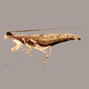 The Biodiversity of Singapore- Amorphoscelidae sp. ZRCBDP0071933