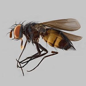 The Biodiversity of Singapore- Dichaetomyia sp. ZRCBDP0127667