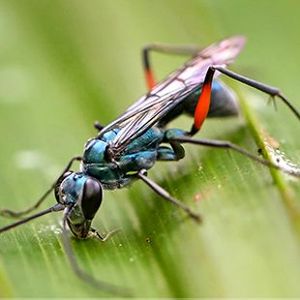 The Biodiversity of Singapore- Auplopus sp.