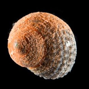 The Biodiversity of Singapore- Chilodontidae sp. 5