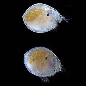 The Biodiversity of Singapore- Ostracod sp. 13