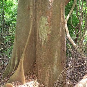 The Biodiversity of Singapore- Swintonia schwenkii
