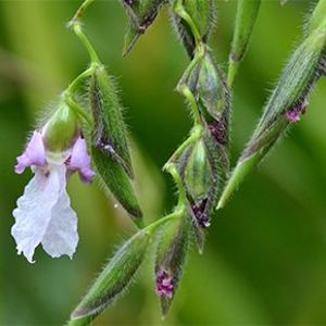 The Biodiversity of Singapore- Thalia geniculata