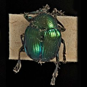 The Biodiversity of Singapore- Basilepta cupreata(?)