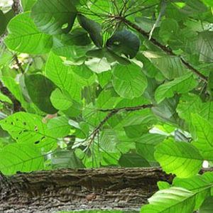 The Biodiversity of Singapore- Scaphium macropodum