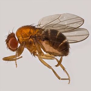 The Biodiversity of Singapore- Drosophilidae sp. ZRC_BDP0267533