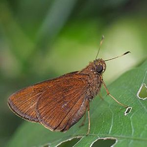 The Biodiversity of Singapore- Caltoris cormasa