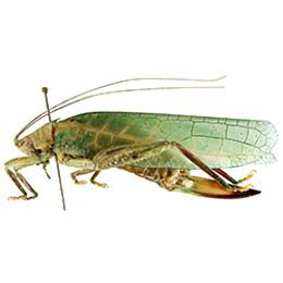 The Biodiversity of Singapore- Phyllomimus elliptifolius