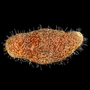 The Biodiversity of Singapore- Actinopyga sp. SS-0932