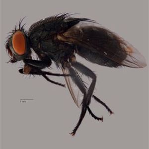 The Biodiversity of Singapore- Sarcophaga sp. ZRC_BDP0056786