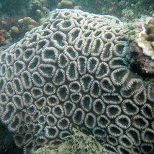 The Biodiversity of Singapore- Dipsastraea favus