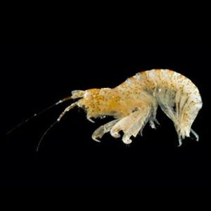 The Biodiversity of Singapore- Amphipoda sp. 32