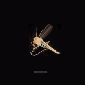 The Biodiversity of Singapore- Tanytarsus ovatus