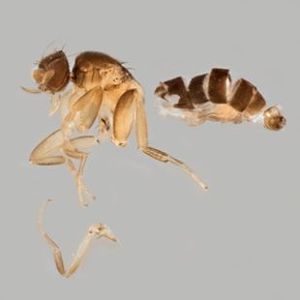 The Biodiversity of Singapore- Metopina-group sp. ZRC_BDP0155441