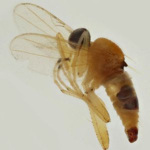 The Biodiversity of Singapore- Elaphropeza albicornis