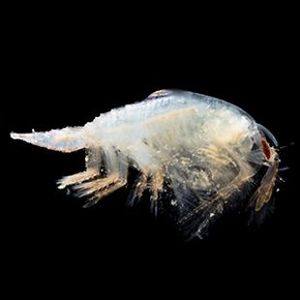 The Biodiversity of Singapore- Leptostraca sp. 8