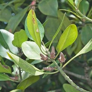 The Biodiversity of Singapore- Ceriops zippeliana