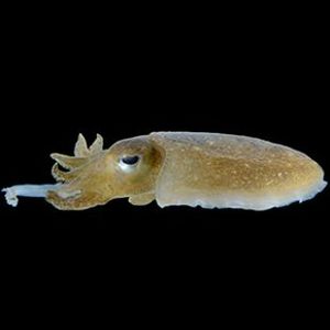 The Biodiversity of Singapore- Sepia latimanus