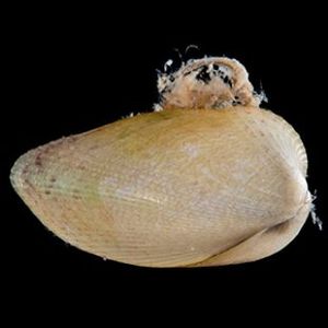 The Biodiversity of Singapore- Mytilidae sp. 3