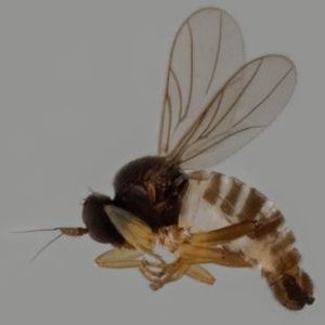 The Biodiversity of Singapore- Hybotidae sp. ZRC_BDP0298307