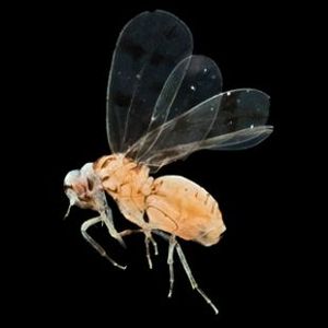 The Biodiversity of Singapore- Hemiptera sp. ZRC_BDP0110541