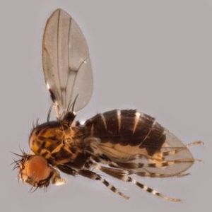 The Biodiversity of Singapore- Paramycodrosophila sp. ZRC_BDP0271899