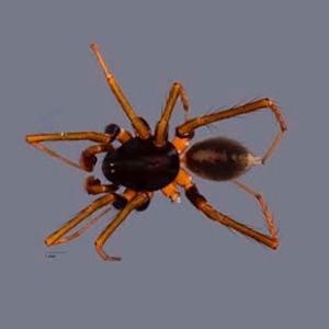 The Biodiversity of Singapore- Zodariidae sp. "ZRC_BDP0050079"