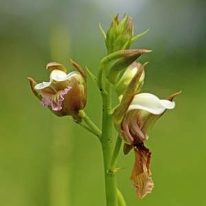The Biodiversity of Singapore- Eulophia spectabilis
