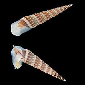 The Biodiversity of Singapore- Cerithiidae sp. 12