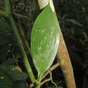 The Biodiversity of Singapore- Vanilla griffithii