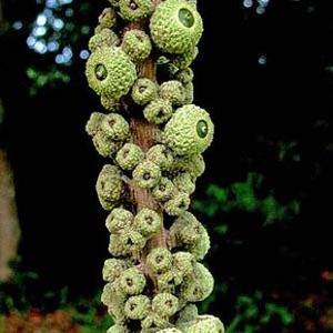 The Biodiversity of Singapore- Lithocarpus elegans