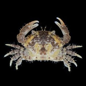 The Biodiversity of Singapore- Macromedaeus adelus